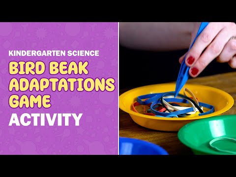 Bird Beak Adaptations Game 🐦⬛ Fun Science with Ms. Shelley | Kindergarten Grade NGSS