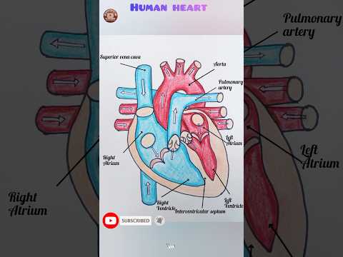 Human heart diagram #shorts #science #human heart