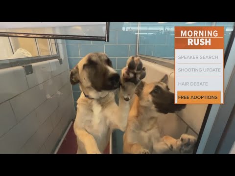 Dallas Animal Services reports drop in overcapacity; free adoptions now available