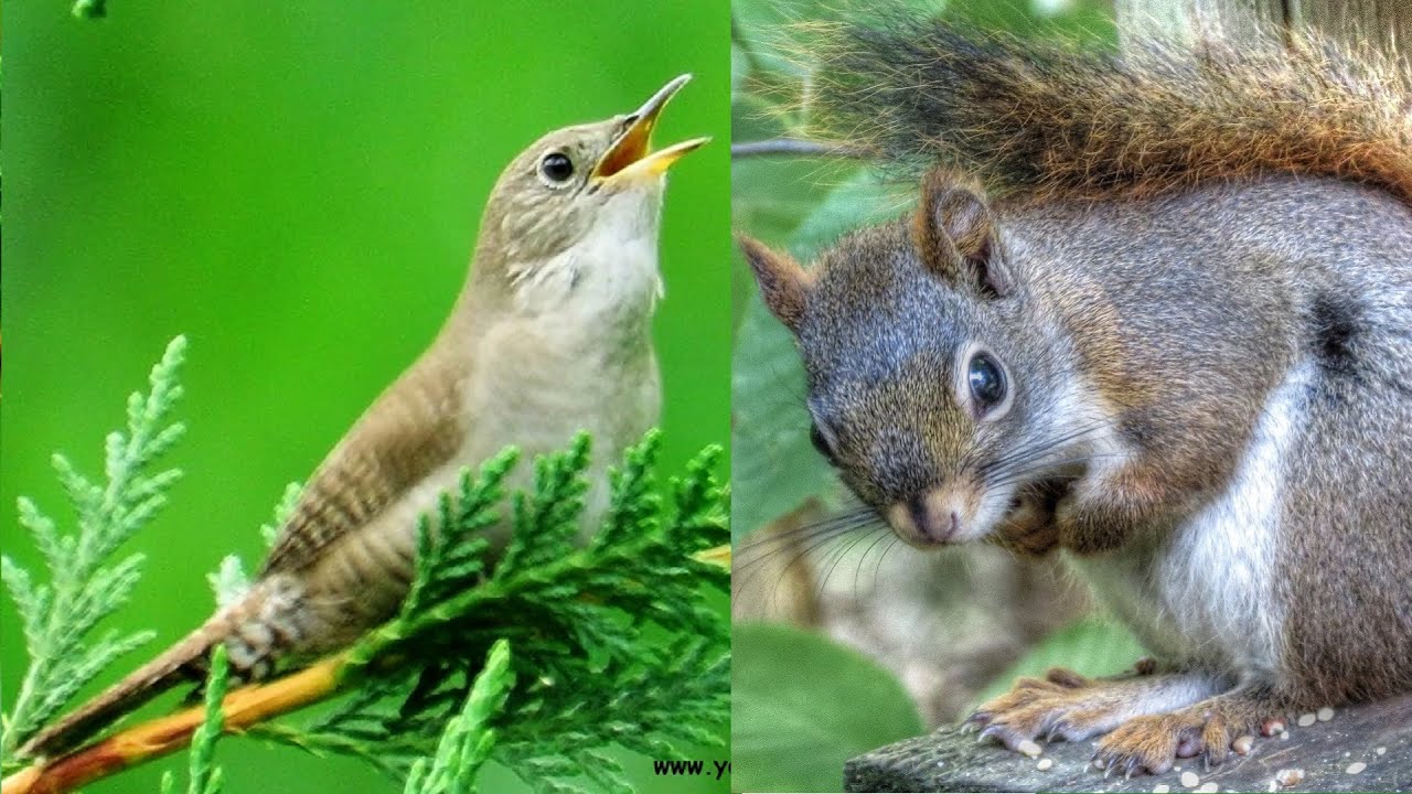 Wren Attacks Red Squirrel