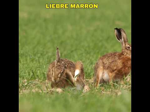 Datos interesantes sobre las liebres marrones #youtube #youtubeshorts #ytshorts