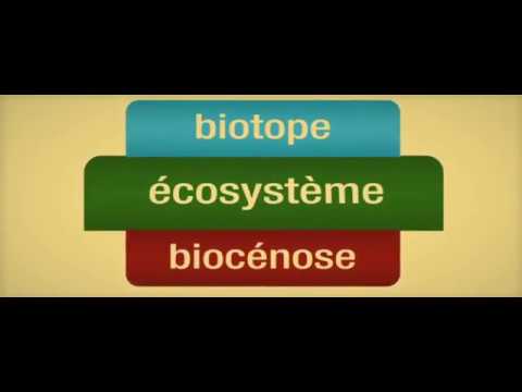 L'écosystème
