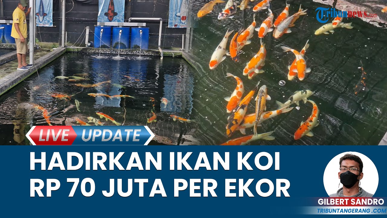 Kaisar Koi Farm Indonesia Suskes Pasarkan Bisnis hingga Go ...