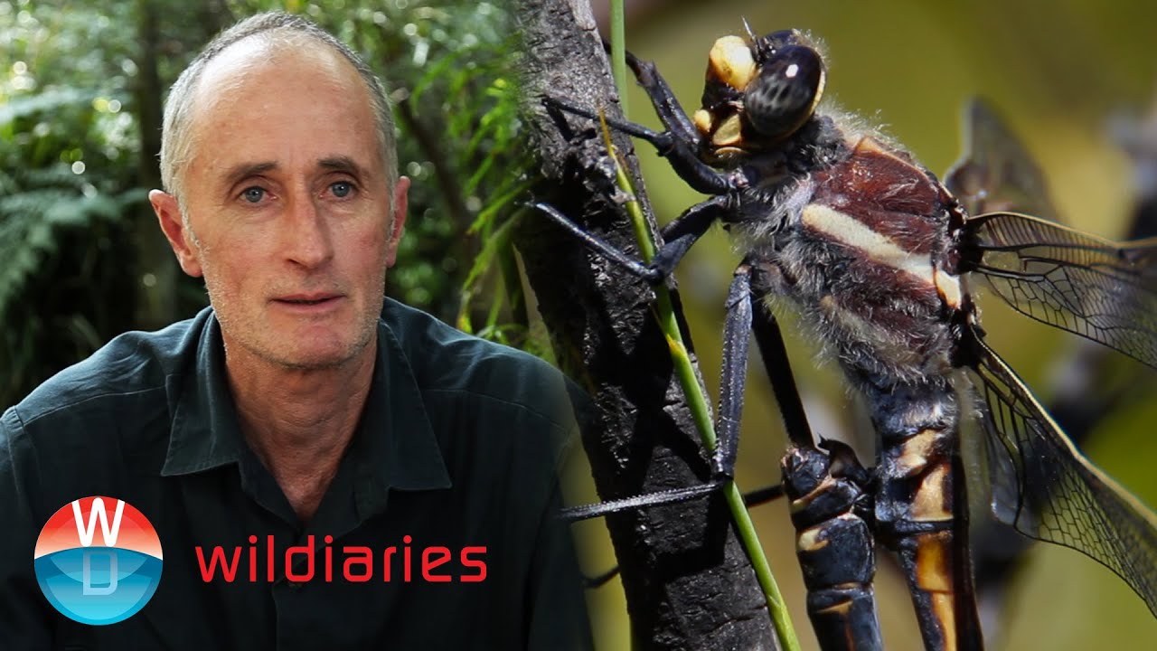 Giant Dragonflies in the Hanging Swamps of the Blue Mountains