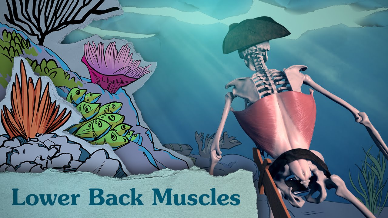Drawing Lower Back Muscles - Anatomy & Motion