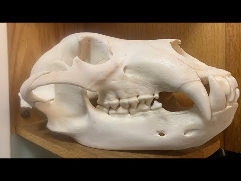Grizzly Bear kill shot 45-70 vs Grizzly Bear