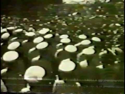 Largest mass arrest in Australian history – Workers BushTelegraph