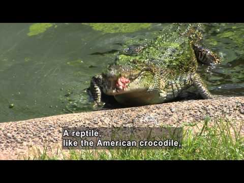 Science Video Vocab: Endangered Species (Accessible Preview)