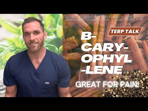 The Only Terpene That Acts As A Cannabinoid: β-Caryophyllene #shorts