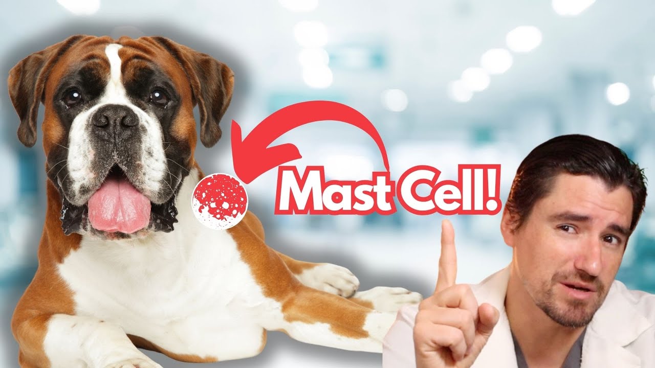 Mast Cell Tumors in the DOG.  What to do Next with Dr. Dan.