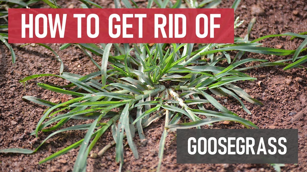 Goosegrass Control: How To Get Rid of Goosegrass | DIY Goosegrass ...