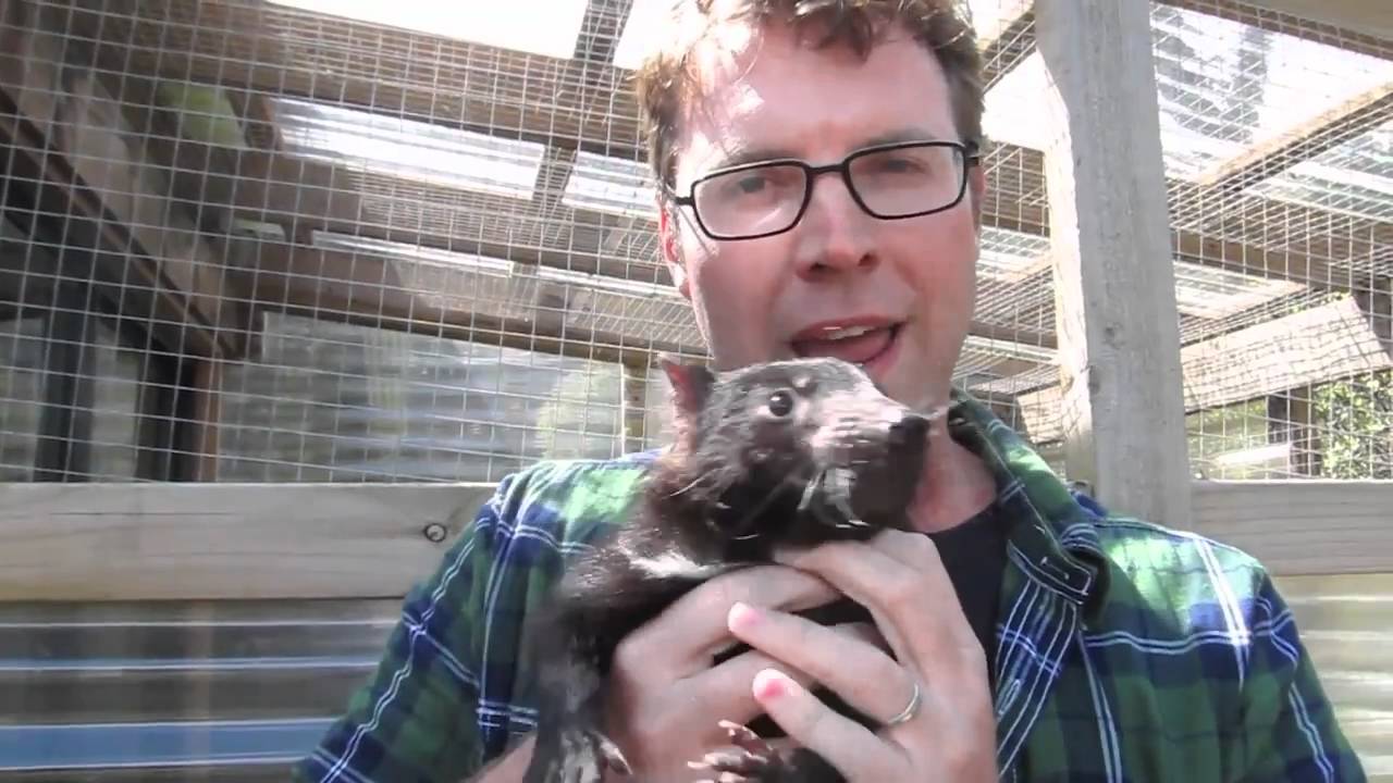 Who Wants a Baby Tasmanian Devil?