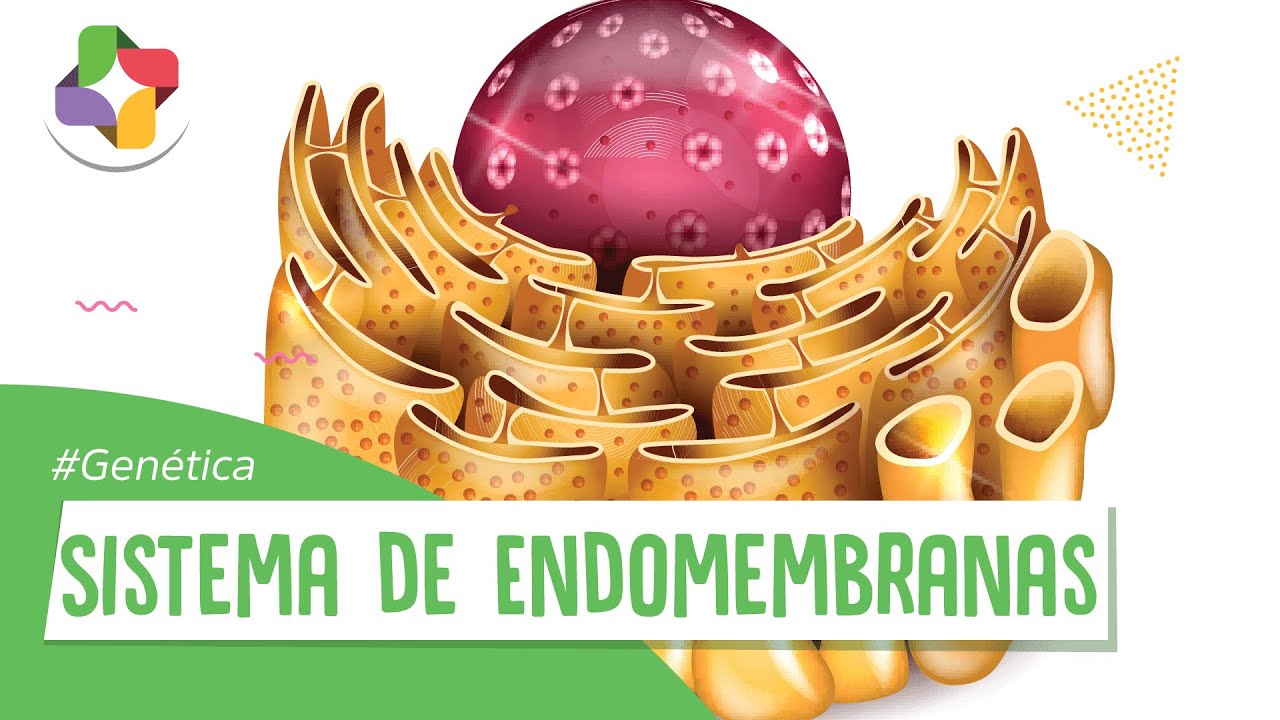 Sistema De Endomembranas PPT - Sistema de Endomembranas PowerPoint ...