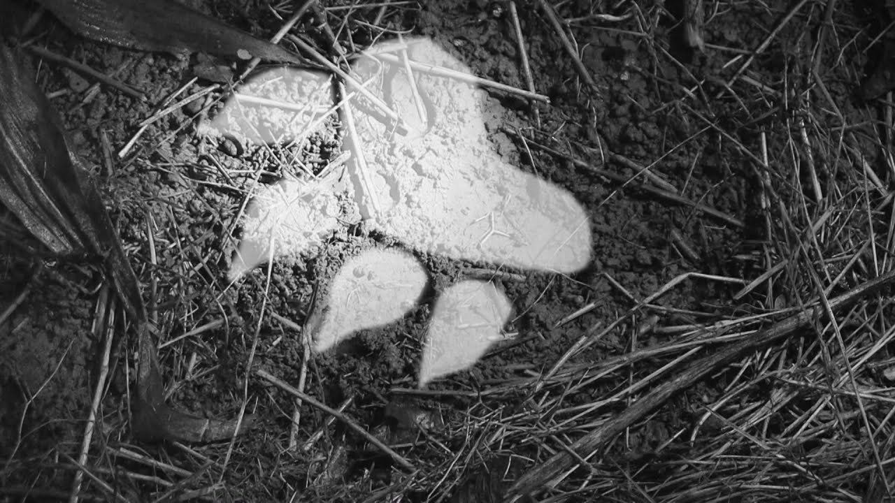 The Hellhound Returns