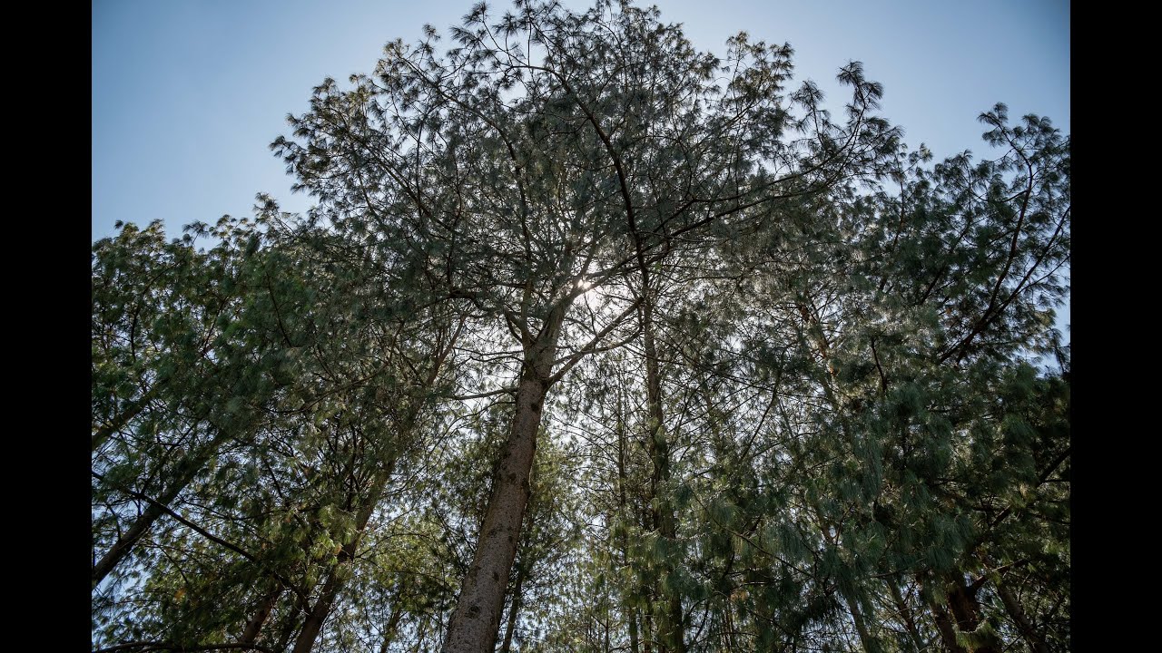 Sustainable Land & Forest Management in Western Kenya