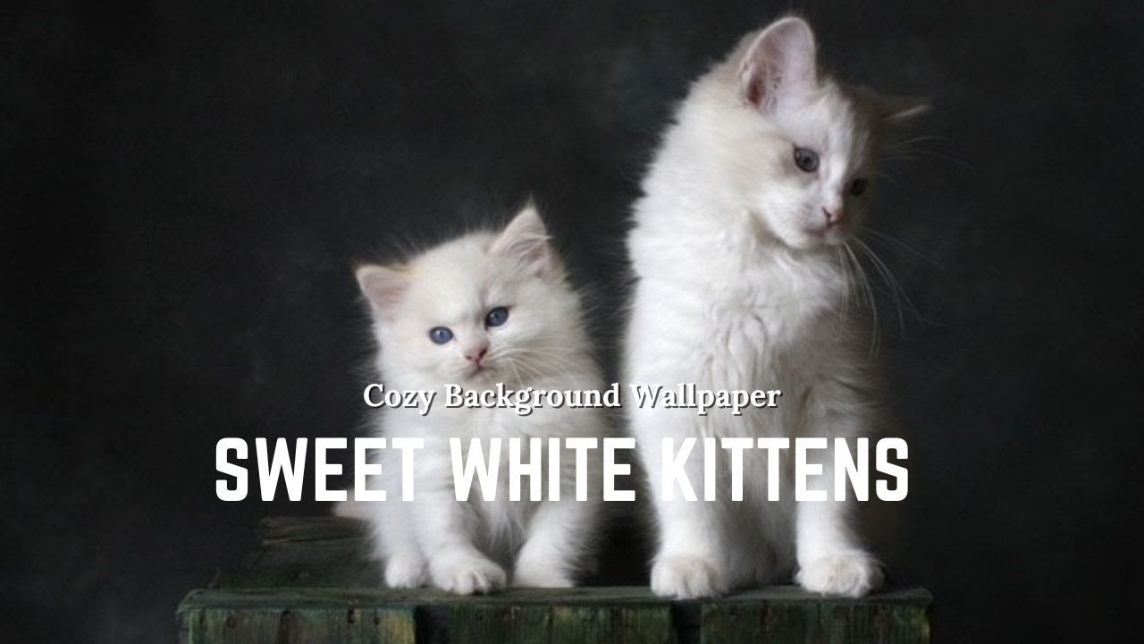 White Kittens Cat Office Home Ambience Background Wallpaper |Cat Lovers | Relaxing Jazz Cafe 🐈‍⬛🐈