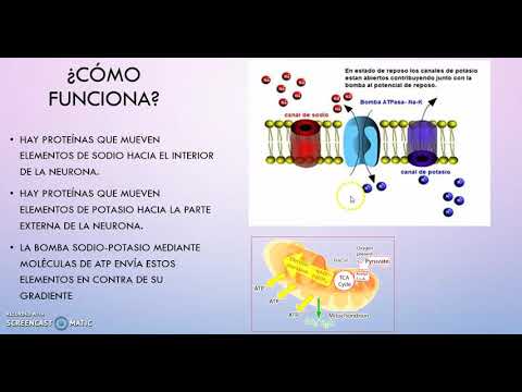 Transporte activo y en masa: ¿cómo funciona y en qué células ocurre?
