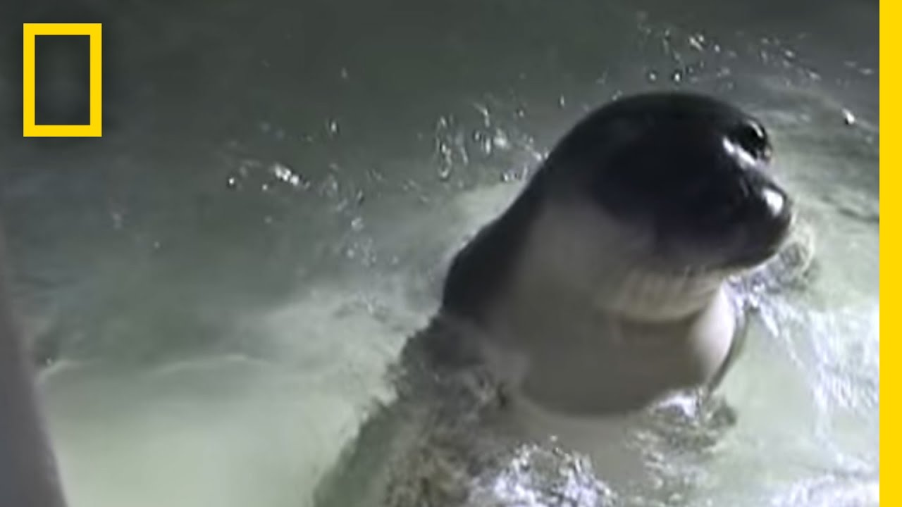 Seal Sends Text Messages | National Geographic