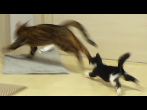 Cats Just Want to Have Fun – Lee Duigon