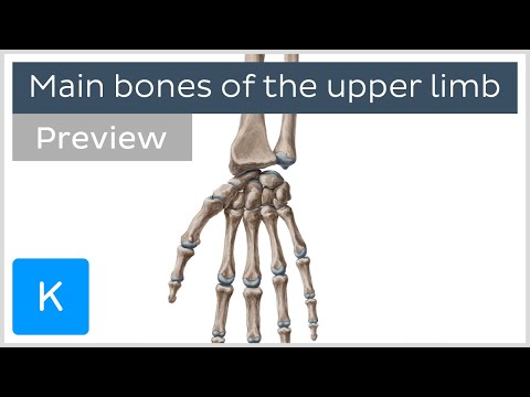 Main bones of the upper limb (preview) - Human Anatomy | Kenhub