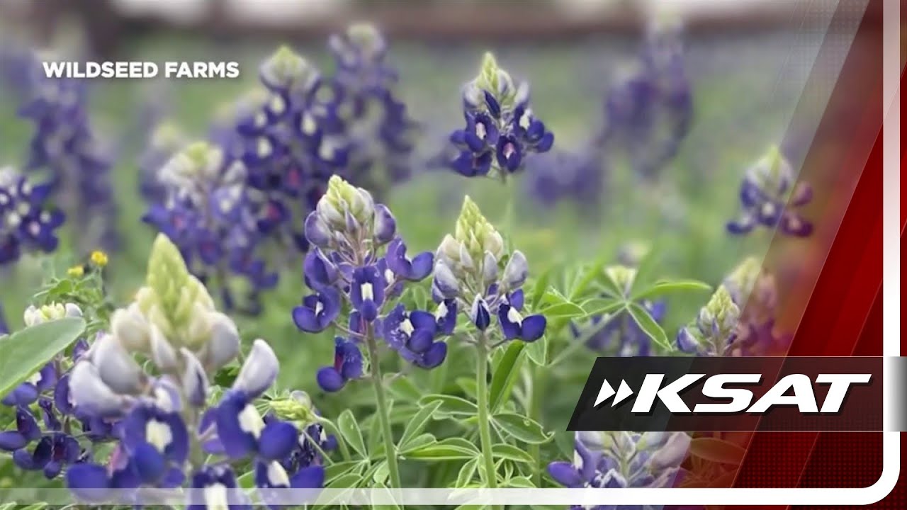 Texas wildflower season faces challenges after years of drought