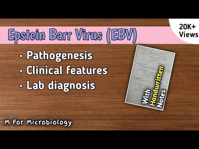 Understanding Epstein-Barr Virus: Pathogenesis, Clinical Features, and ...