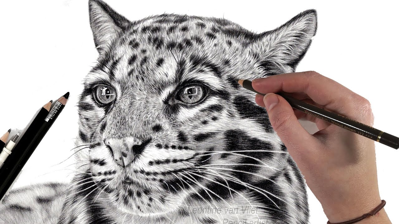 How to draw realistic LEOPARD FUR in GRAPHITE | Real time tutorial