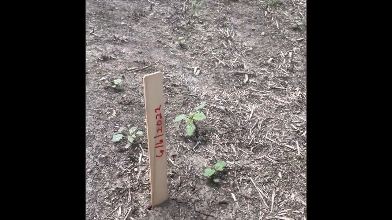When to apply herbicides to kill pigweed.