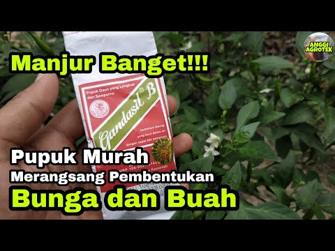 Pupuk Gandasil B untuk Tanaman | Pupuk Perangsang Buah