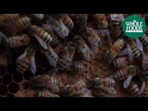 Spikenard Farm Honeybee Sanctuary: Floyd, Virginia | Meet the Ranchers | Whole Foods Market