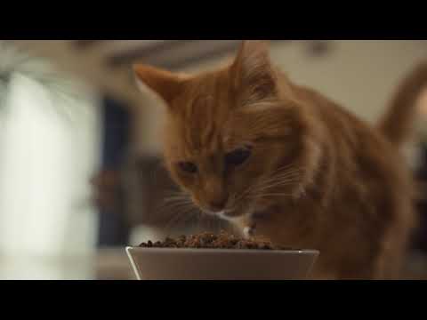 Your Cat's Best Life | Petco