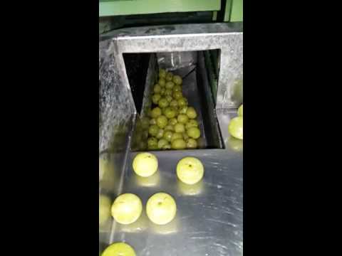 Amla Processing Machine at Best Price in India