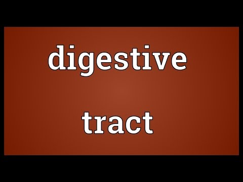 Digestive tract Meaning