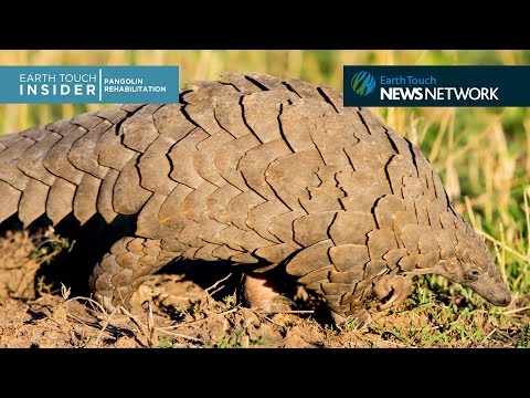 A pangolin? WTH? An Armored Ant Eater! – SeriouslyTrivial.com