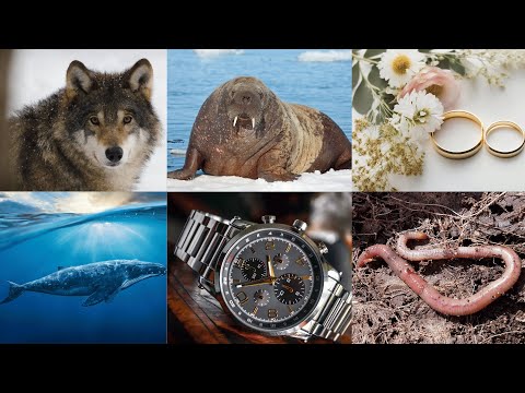 Wonderful W World: 50 Whimsical Things Starting with W for Kids!