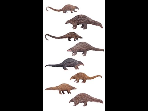 Types Of Pangolin | 8 Species Of Pangolin #pangolin #shorts