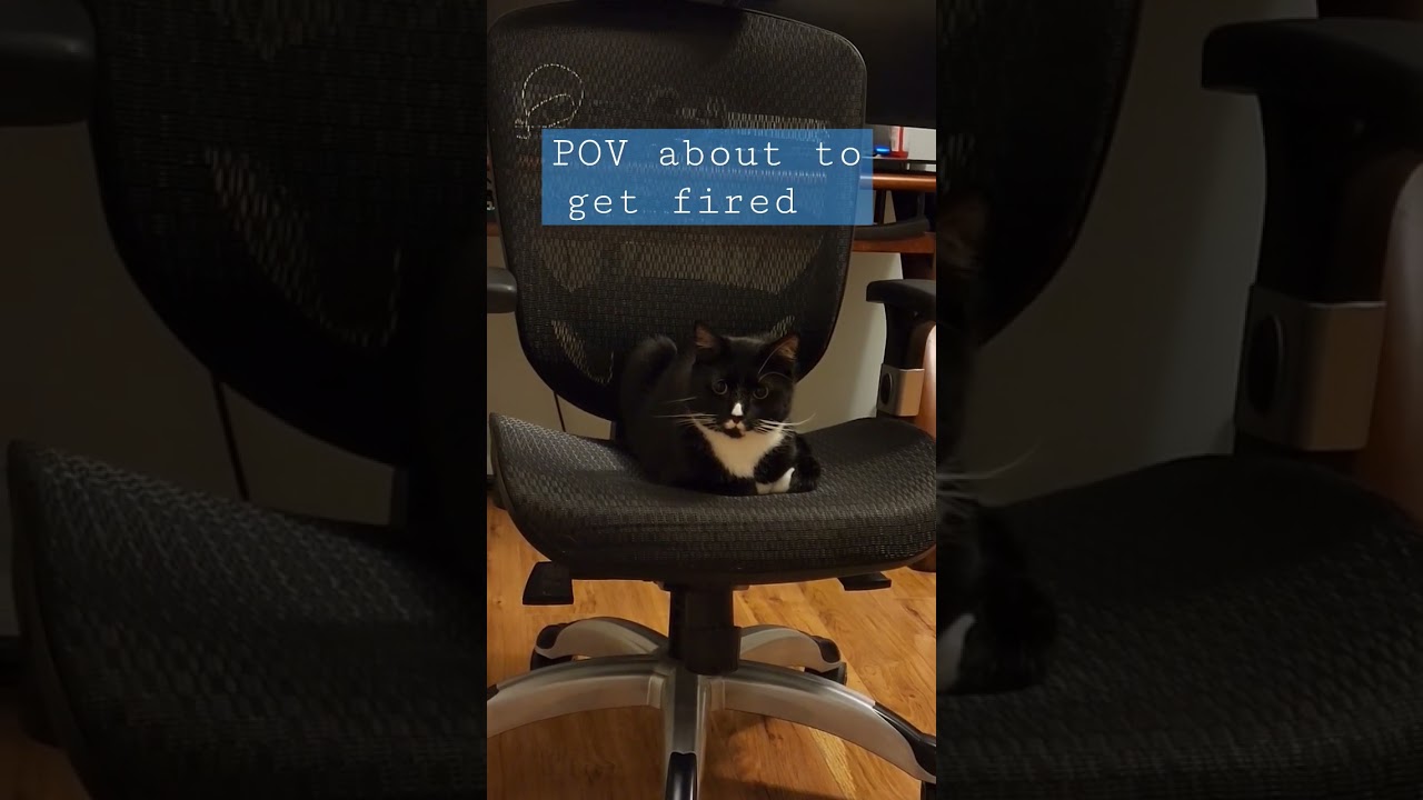 POV about to get fired 'step into my office' #cats #catvideos #fyp #pov
