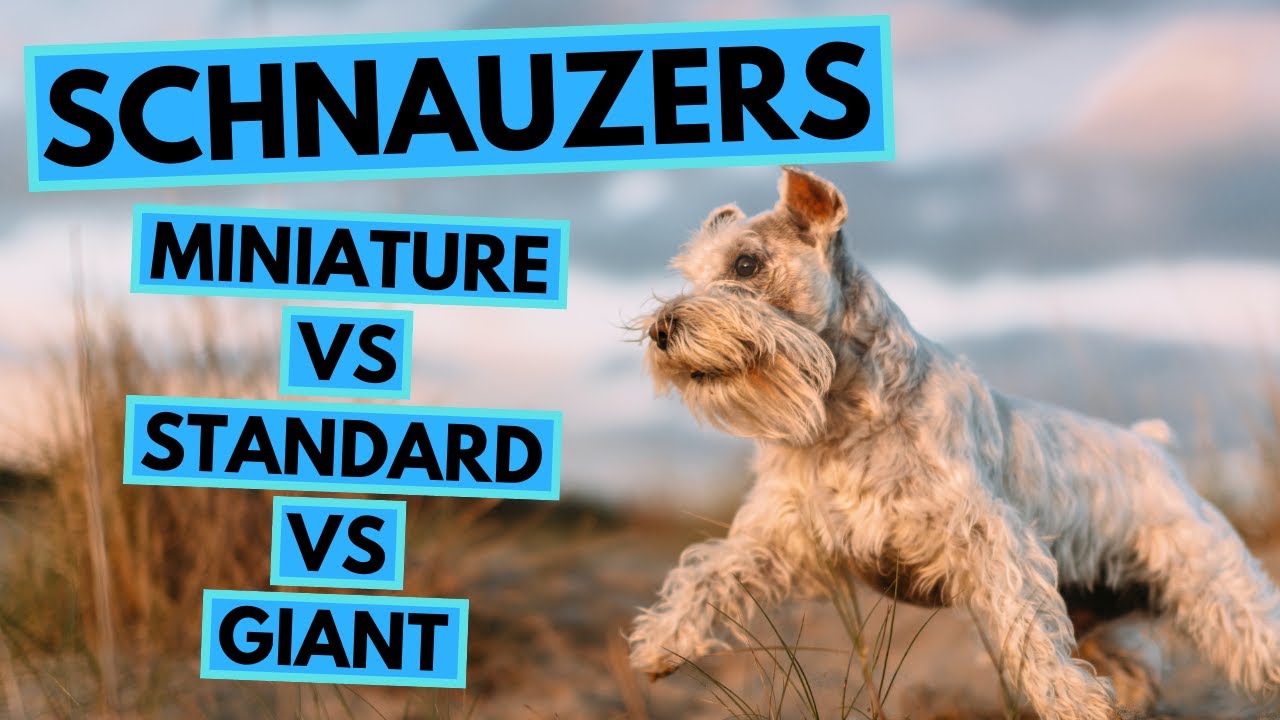 Schnauzer Breeds - Differences in Temperament and Appearance
