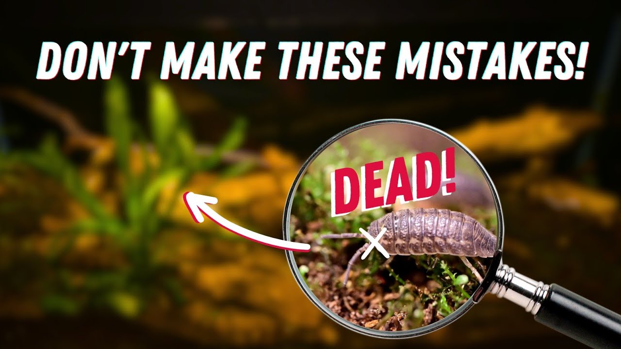 Closed Terrariums: 6 Mistakes that Will Ruin Your Ecosystem!