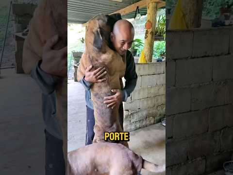 Você conhece o FILA BRASILEIRO? 🇧🇷