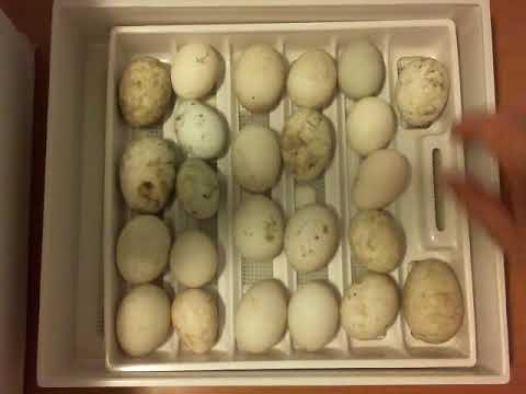 Day 19 - Duck Eggs - Candling
