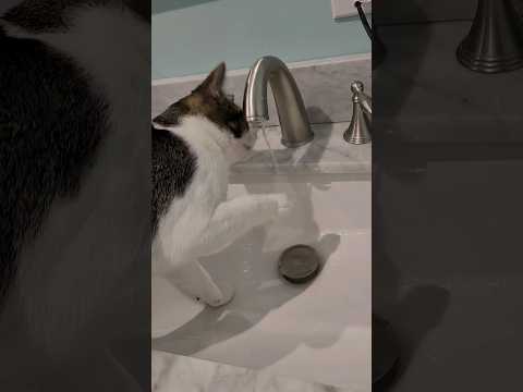 cats love water!!¡!!!