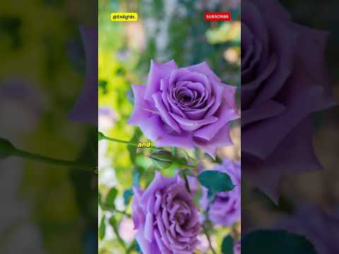 πConvey Message Without Words 2 πΉ Rose Colors Meaning #youtubeshorts #viral #shortsfeed #yt #shorts