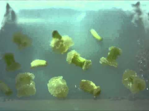 kenaf callus induction from stem tissue - time lapse
