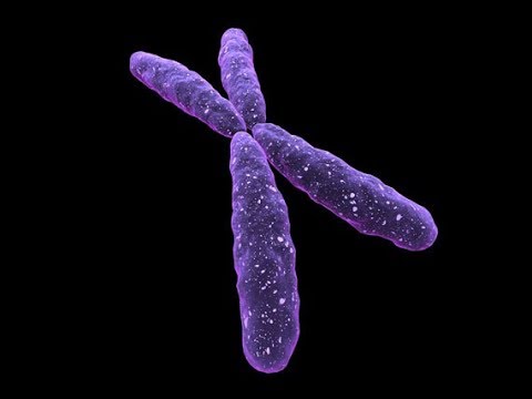 What is X chromosome ? || Essential Science || Terms ||