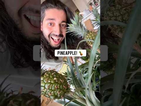 Growing pineapples in your house! 😲🍍 creative explained