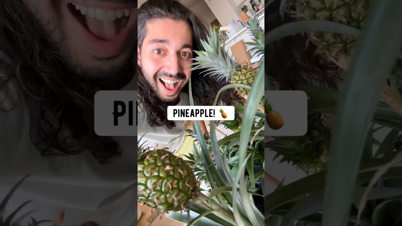 Growing pineapples in your house! 😲🍍 creative explained