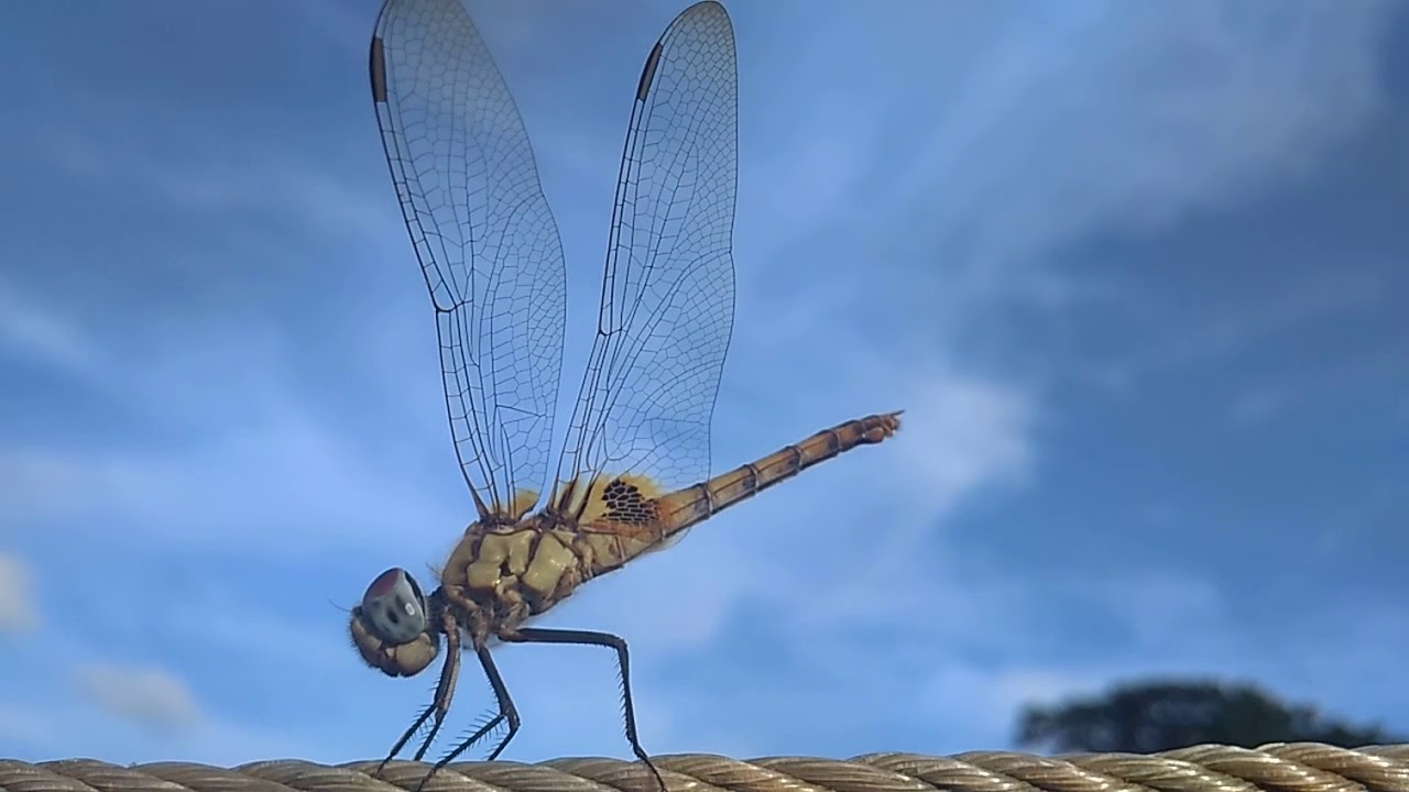 Top 10 Most Beautiful Insects In The World - The Mysterious World