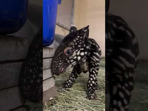 Baby Tapirs are Amazing