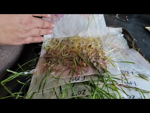 Seed Lab Tour - Getting seed tested